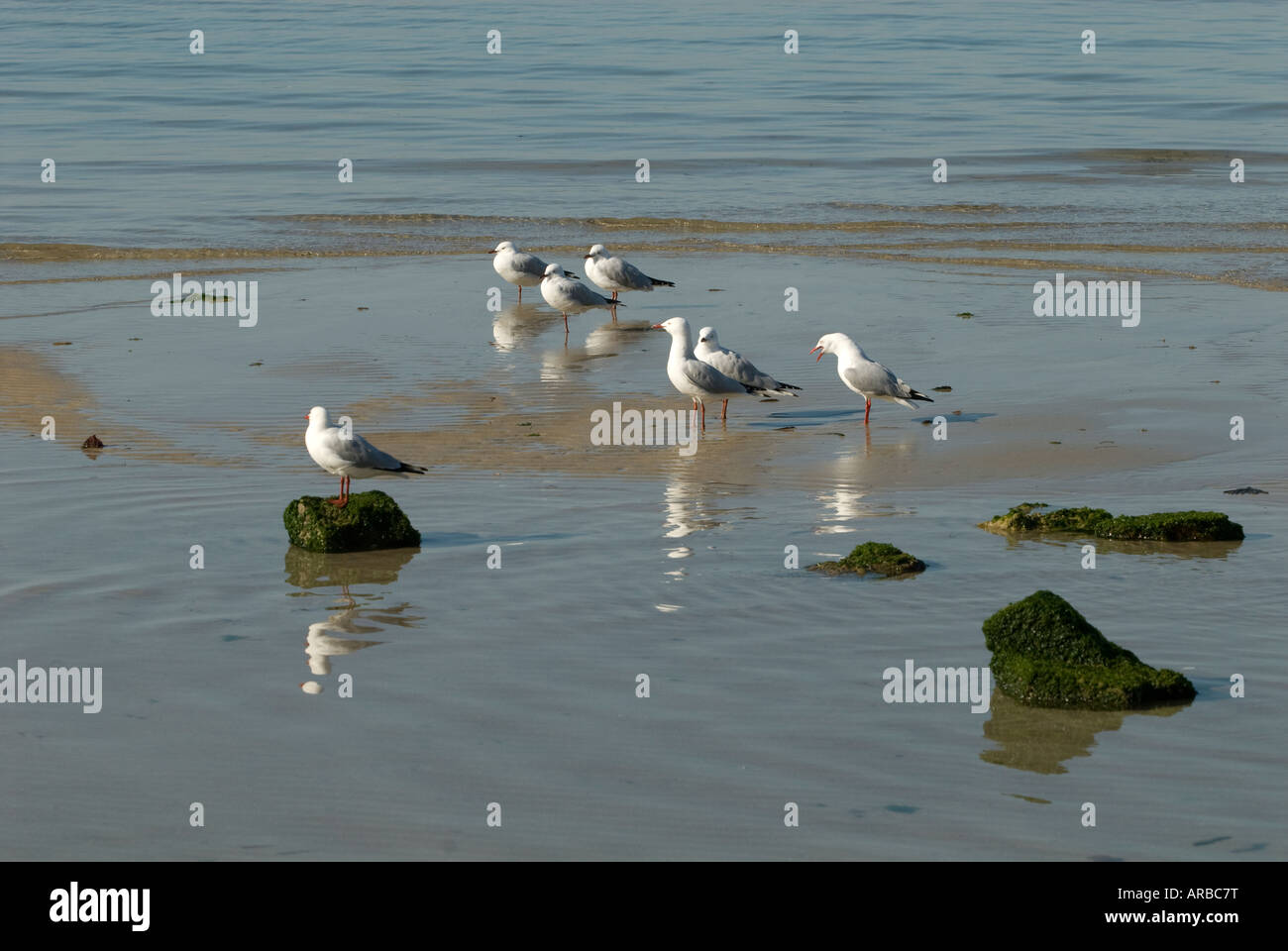 Seagulls on Beach Stock Photo - Alamy