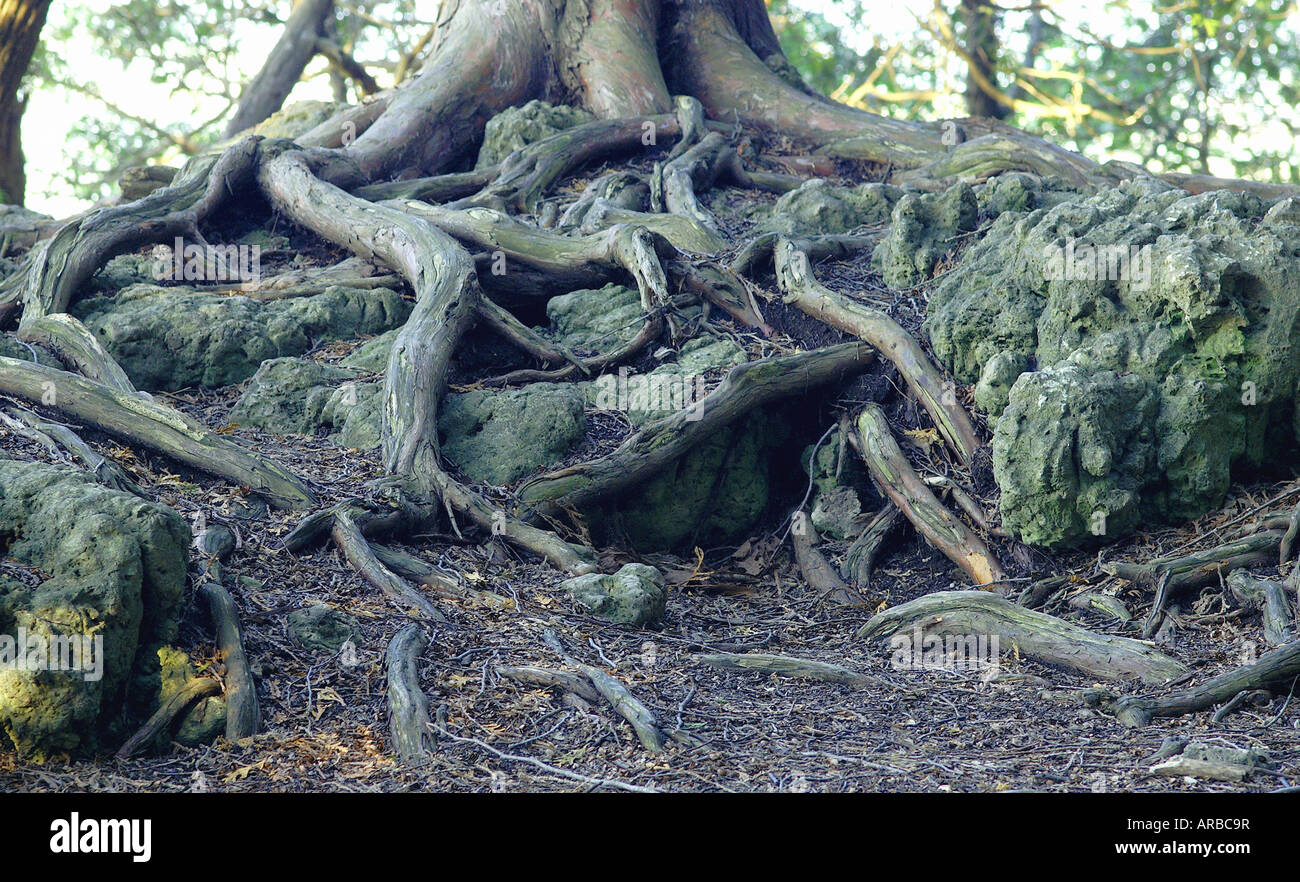 Cedar Tree Roots Stock Photo - Alamy Cedar Tree Roots Stock Photo - Alamy