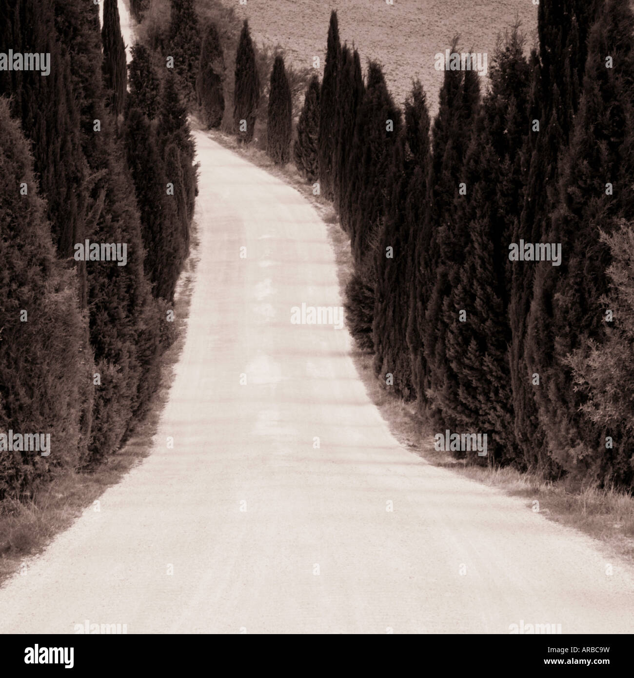 Classic Tuscan Road Lined with Cypress Trees leading to Farmhouse ...