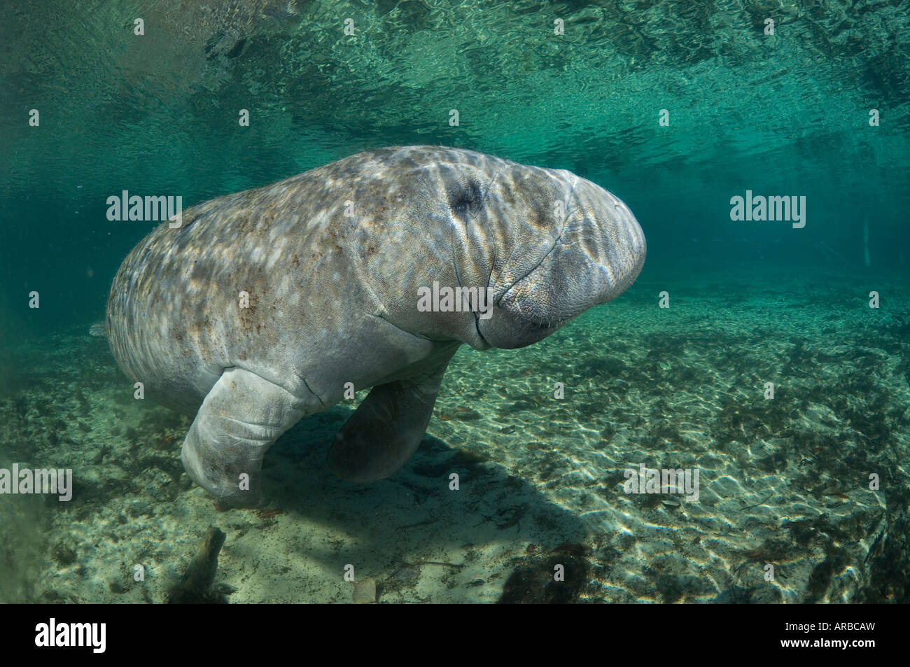 Florida Manatee Trichechus manatus latirostris photographed in Crystal ... Florida Manatee Trichechus manatus latirostris photographed in Crystal ...