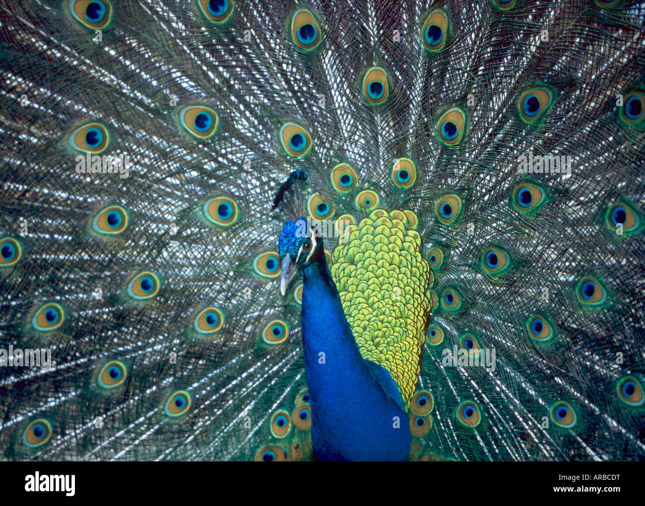 Peacock in breeding plumage hi-res stock photography and images - Alamy