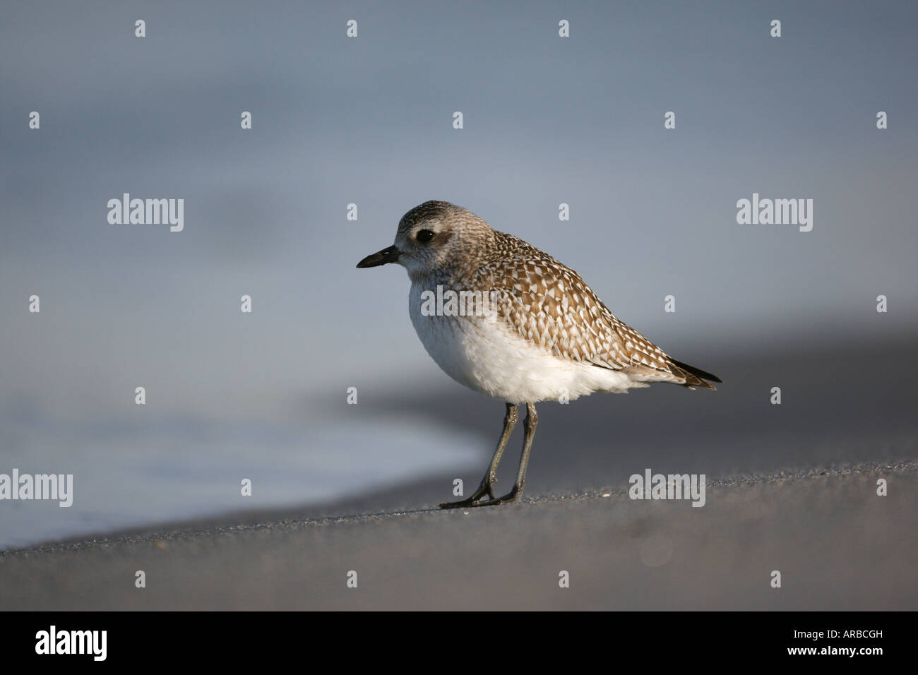 Grey plover pluvialis squatarola winter hi-res stock photography and ...
