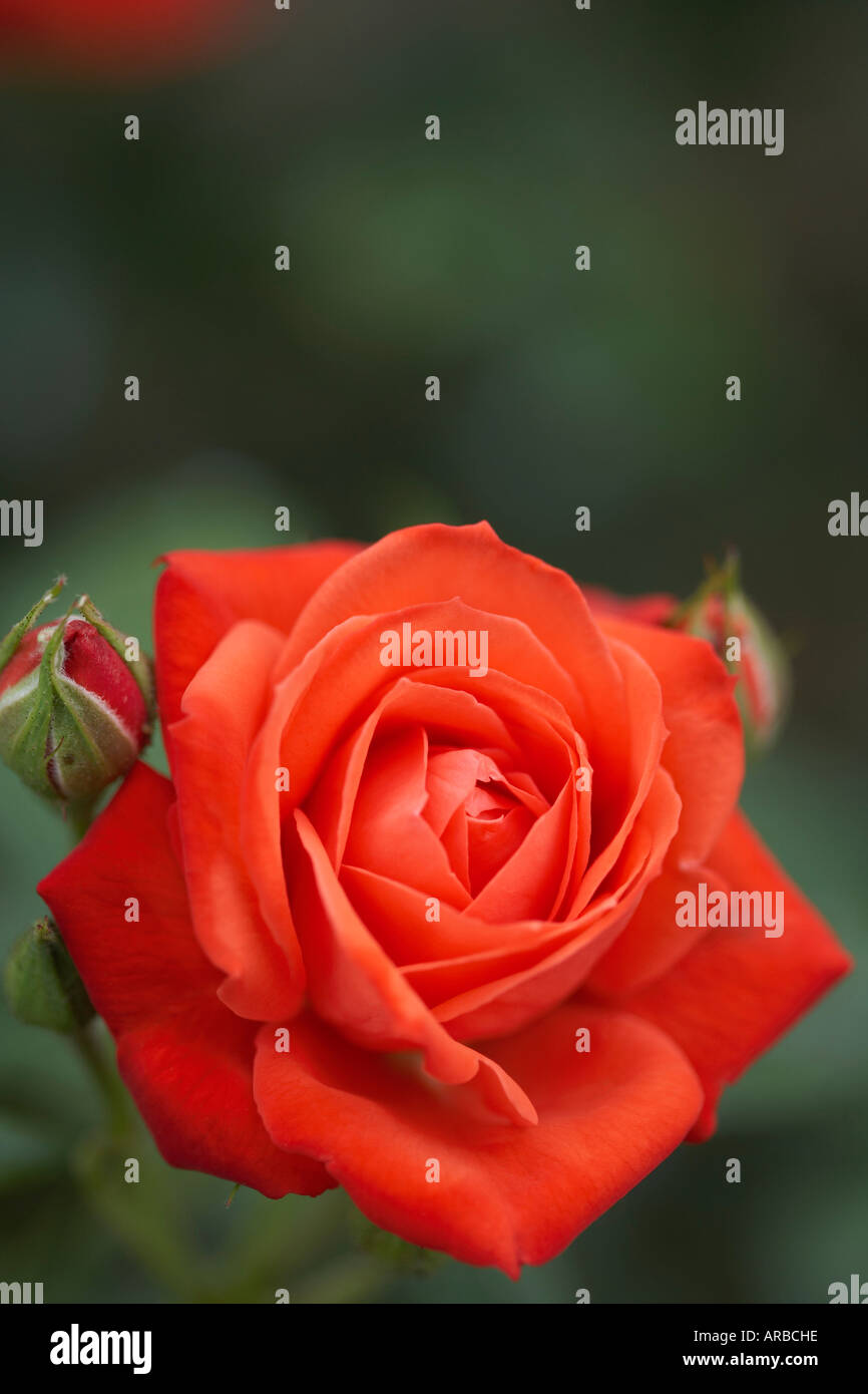 Orange Sensation Floribunda Rose Stock Photo - Alamy