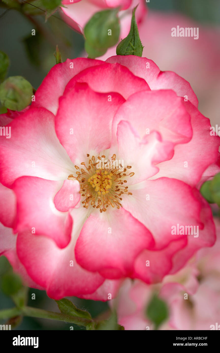 Tabris Floribunda Rose Stock Photo - Alamy