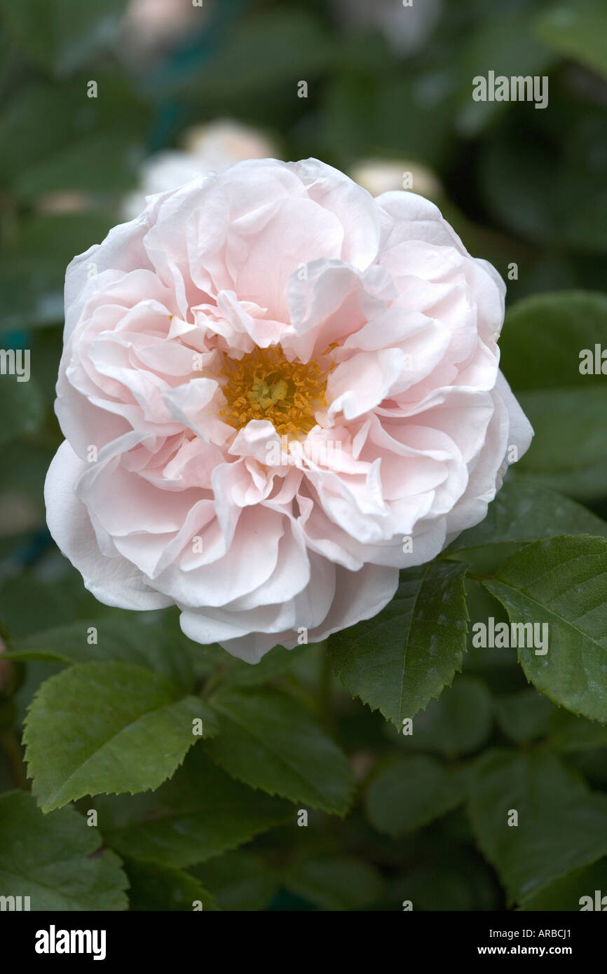 Souvenir de la Malmaison Rose Stock Photo - Alamy