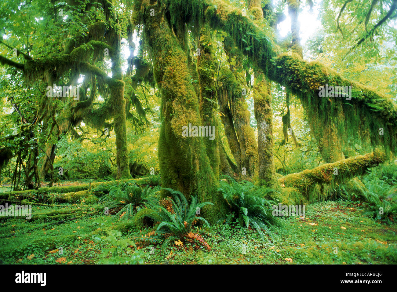 The Hall of Mosses at Hoh River Valley in Olympic National Park on ...
