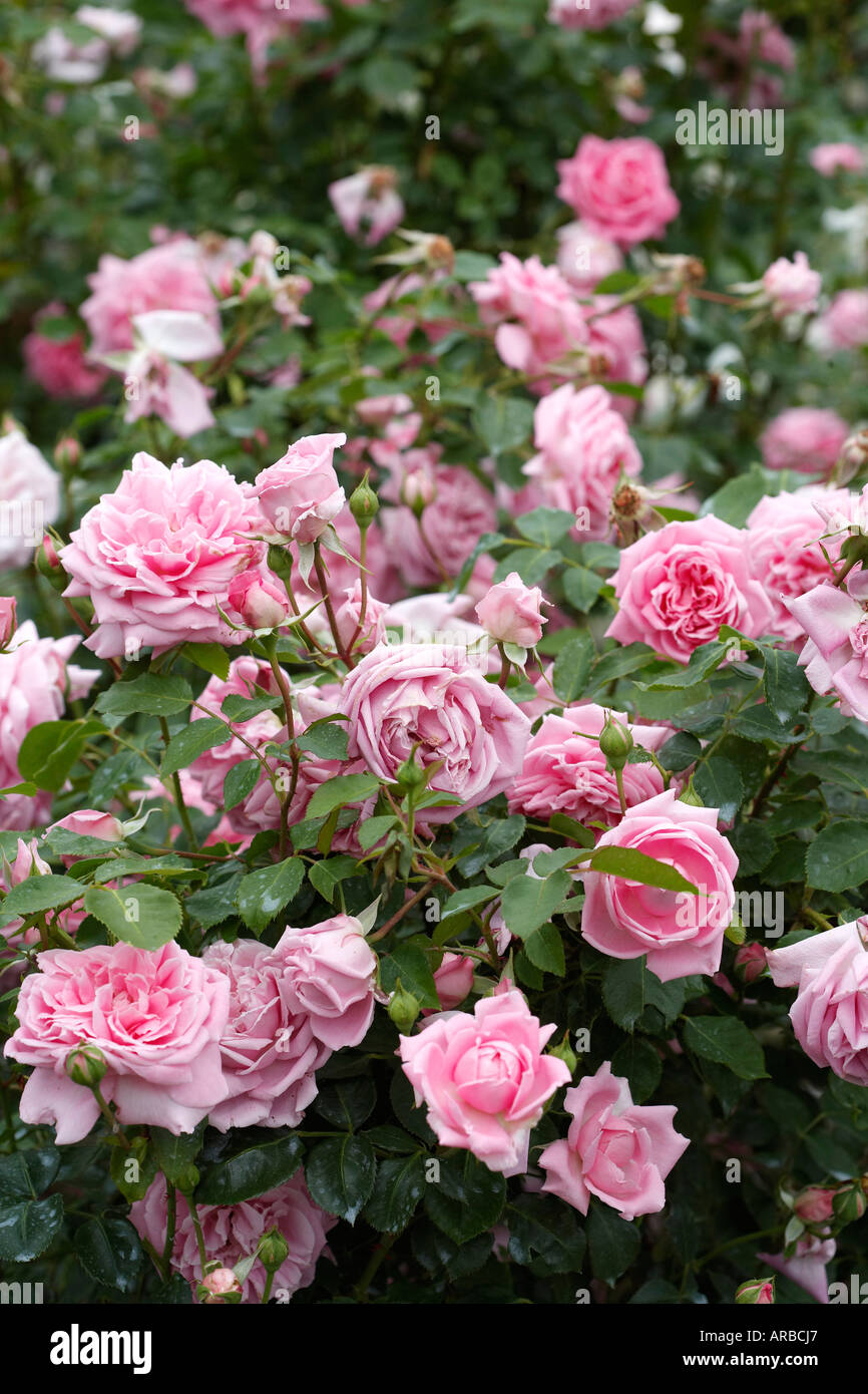 China rose images hi-res stock photography and images - Alamy
