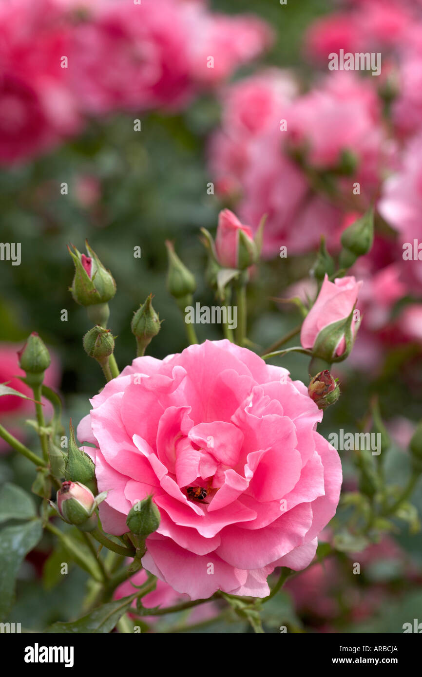 Country Dancer Shrub Rose Stock Photo - Alamy