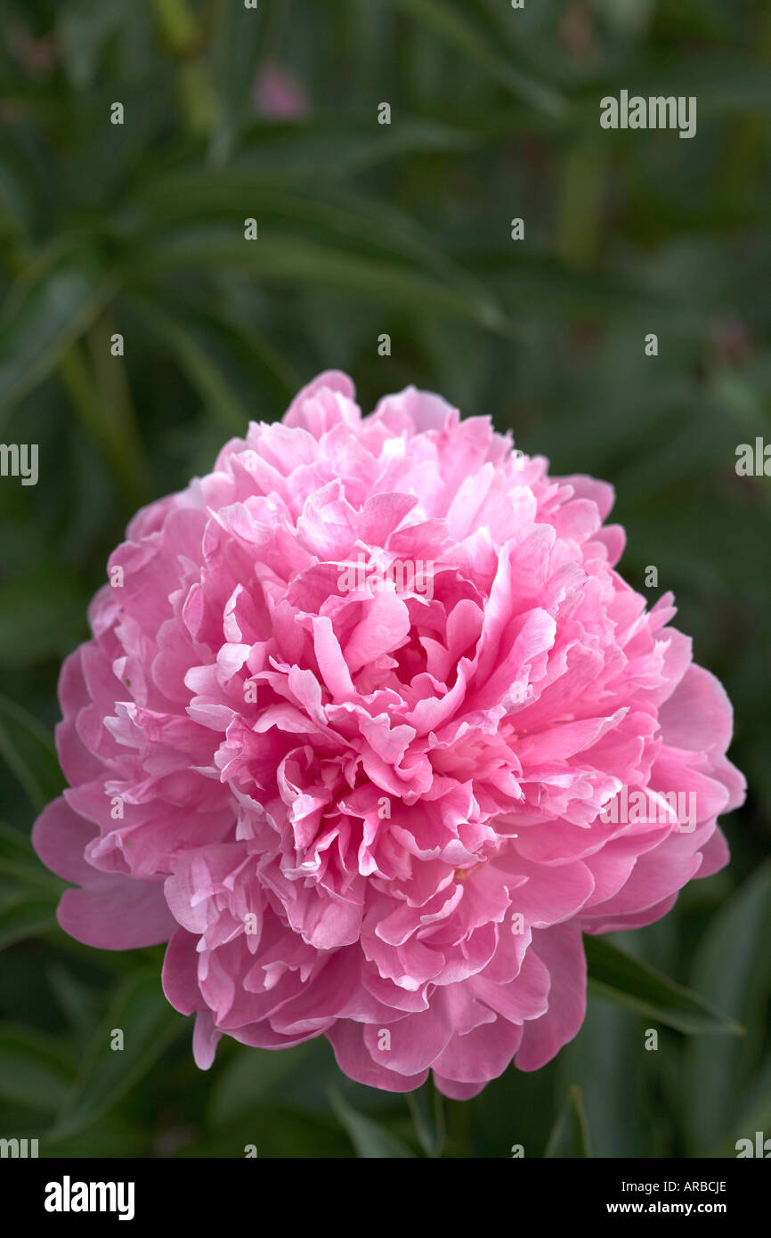 Princess margaret herbaceous peony hi-res stock photography and images ...