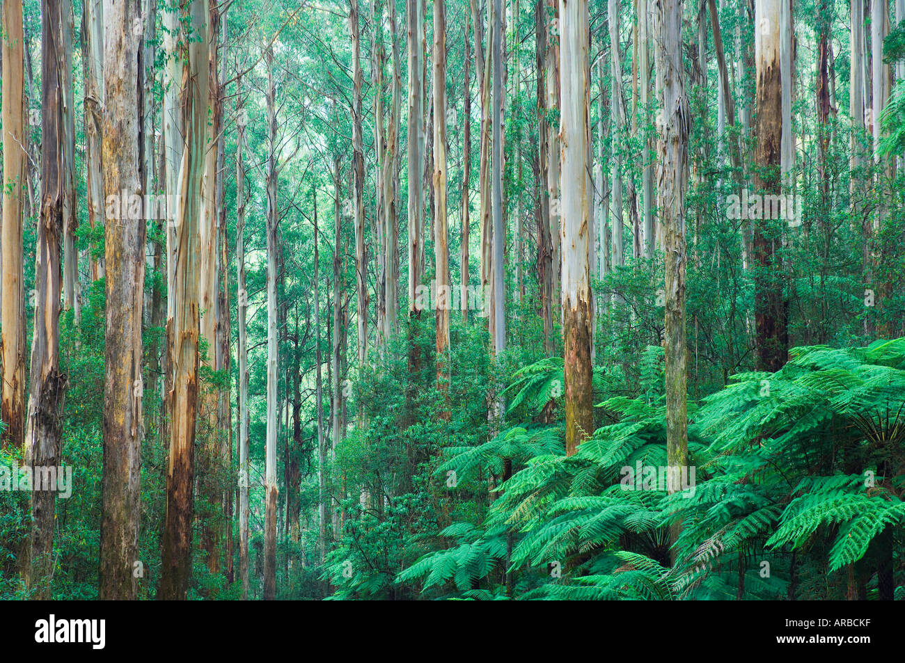 Mountain ash forest hi-res stock photography and images - Alamy
