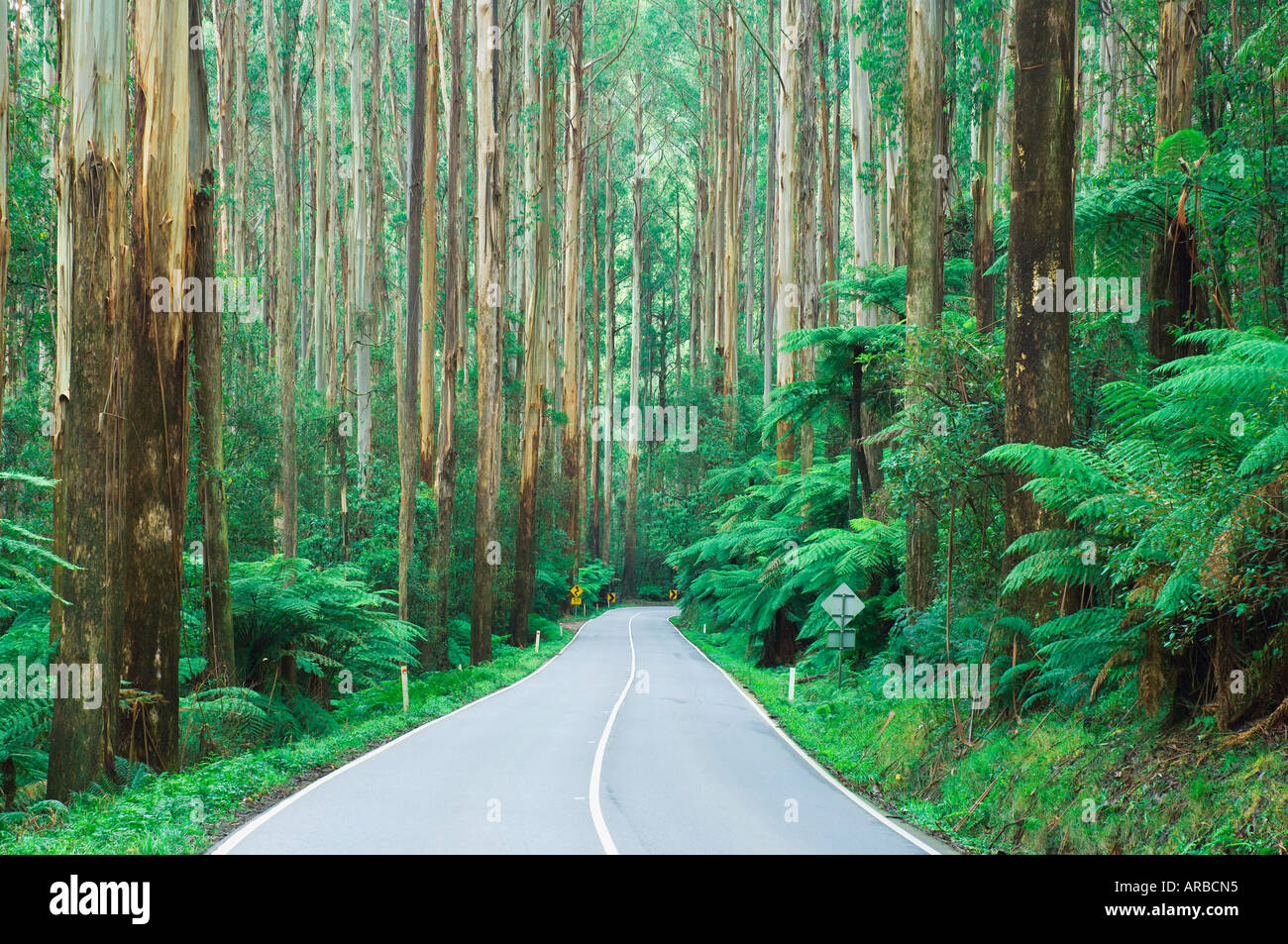 Road Through Mountain Ash Forest, Yarra Ranges National Park, Victoria ...