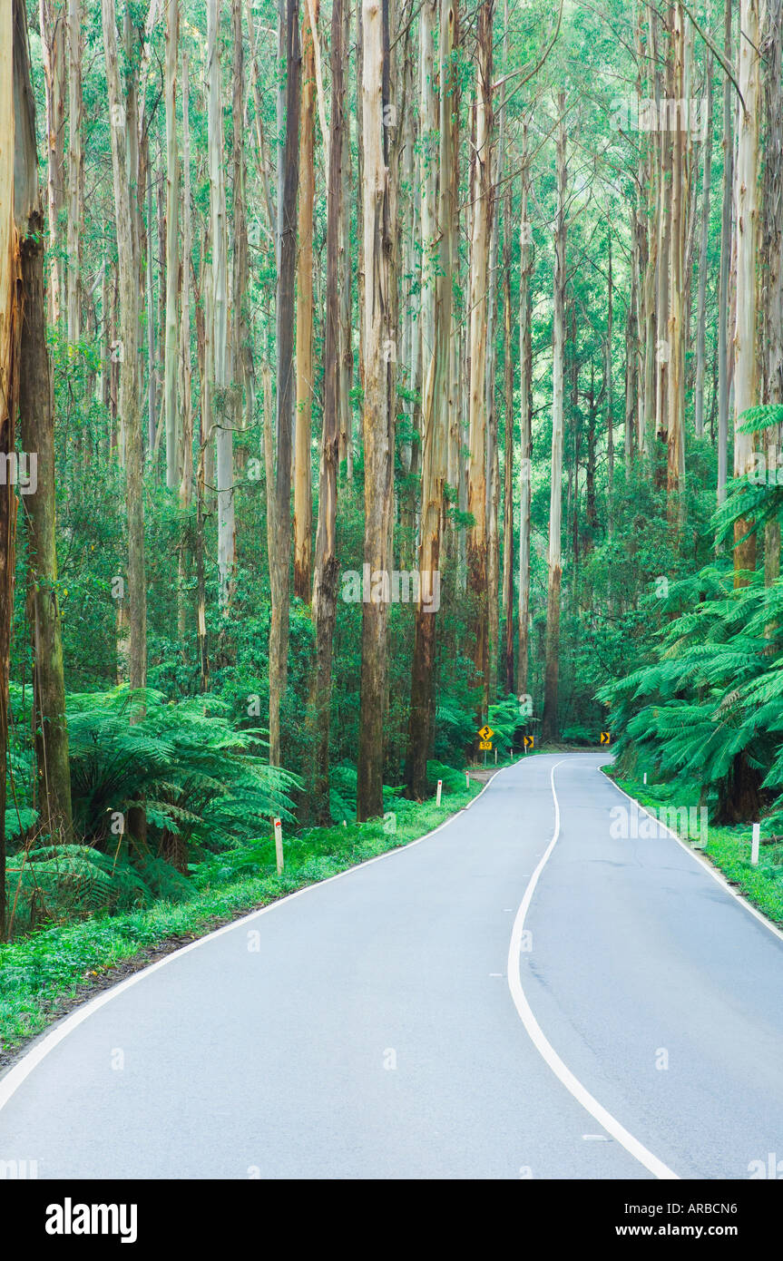 Road Through Mountain Ash Forest, Yarra Ranges National Park, Victoria ...