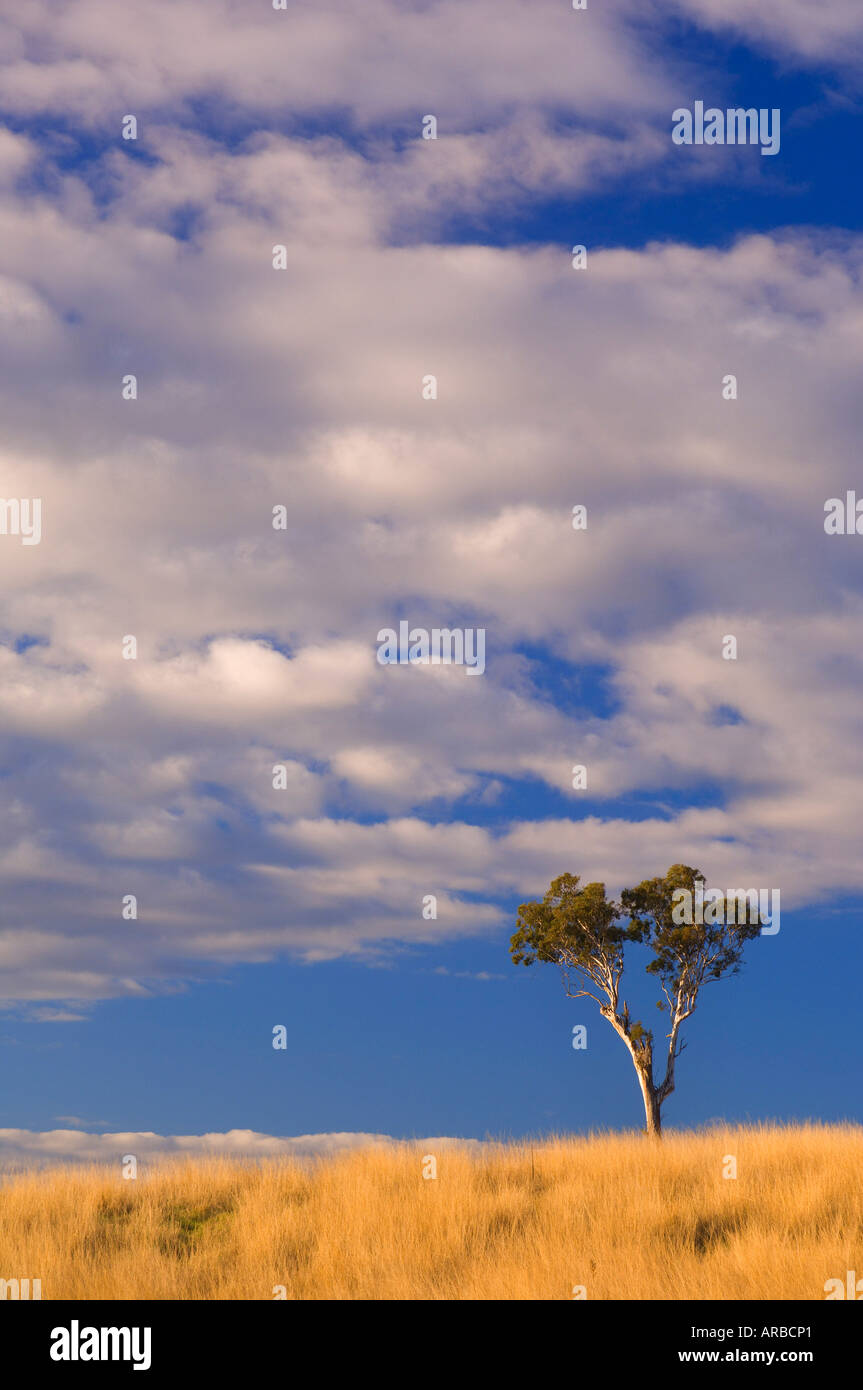 Bega nsw hi-res stock photography and images - Alamy