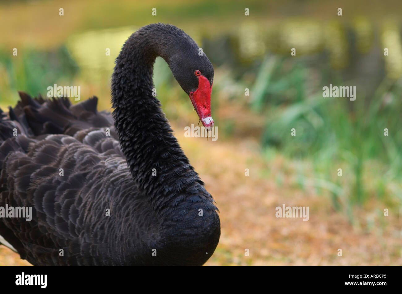 Black Swan, Western Plains Zoo, Dubbo, New South Wales, Australia Stock ...