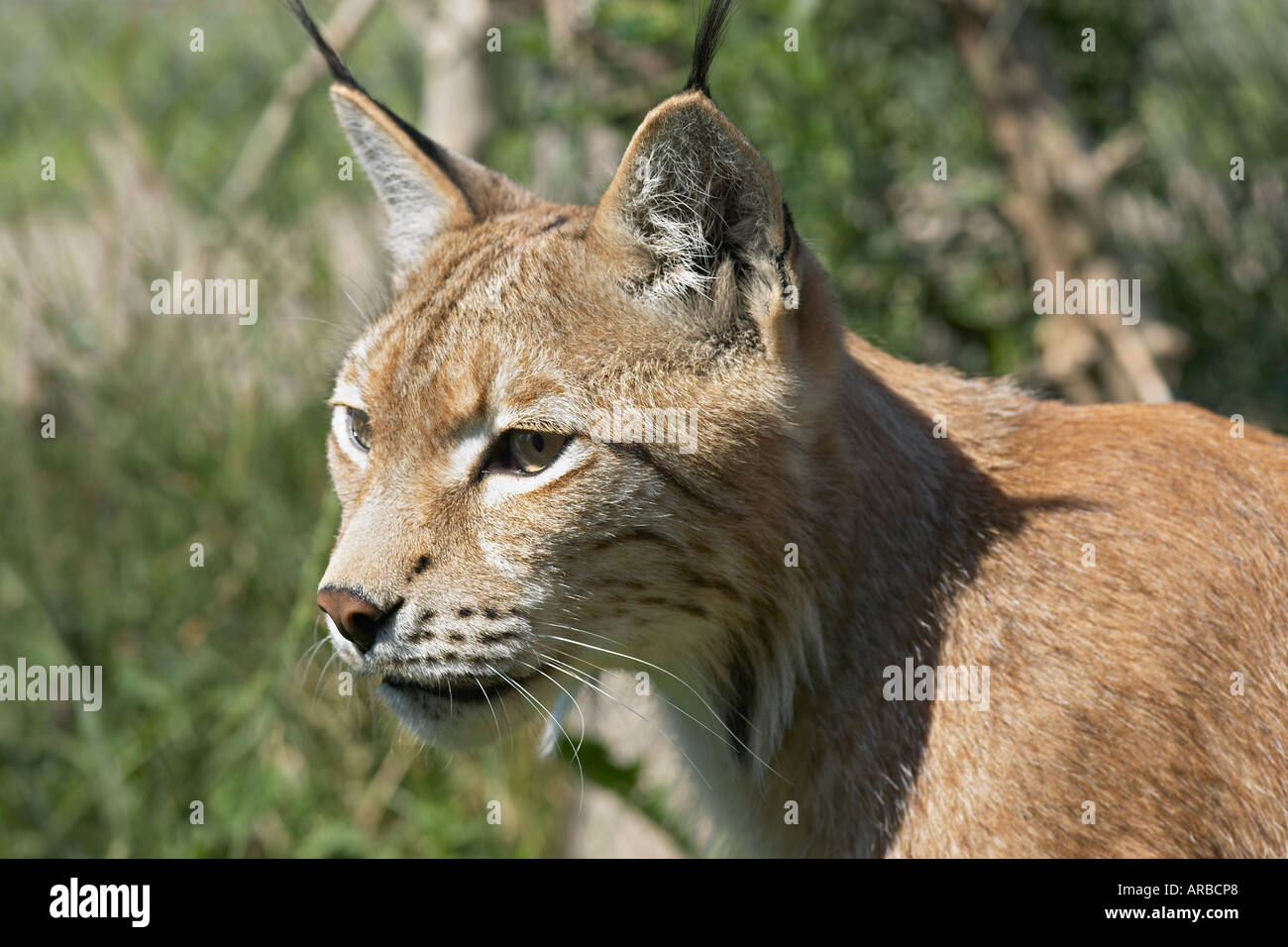 Selective focus closeup lynx hi-res stock photography and images - Alamy