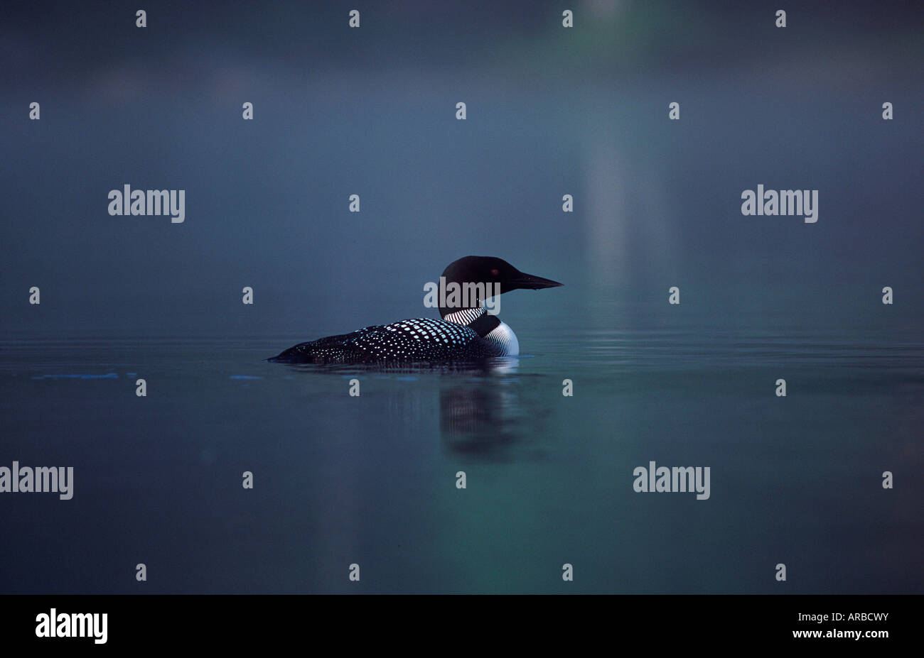 New loon hi-res stock photography and images - Alamy