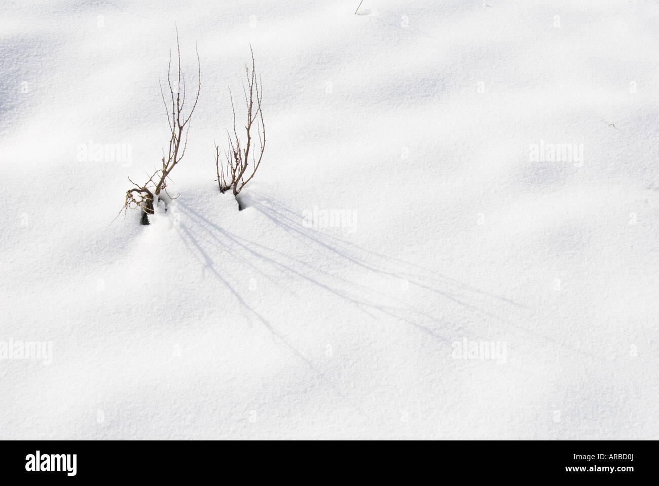 sticks in the snow Stock Photo - Alamy