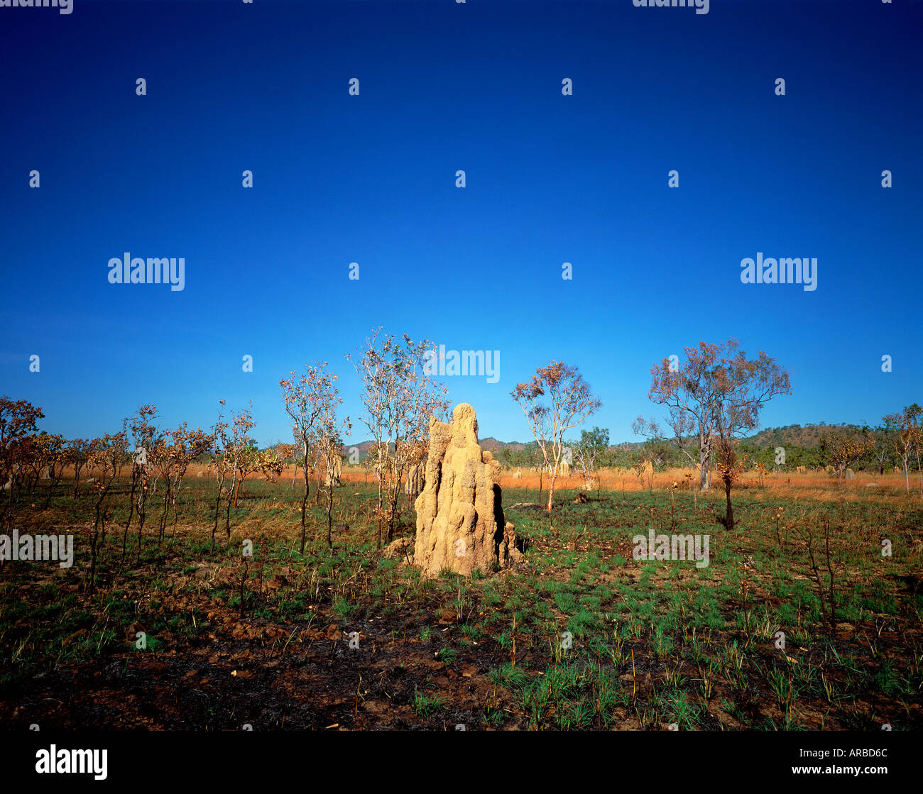 Termite Mound Northern terrority Australia Stock Photo - Alamy