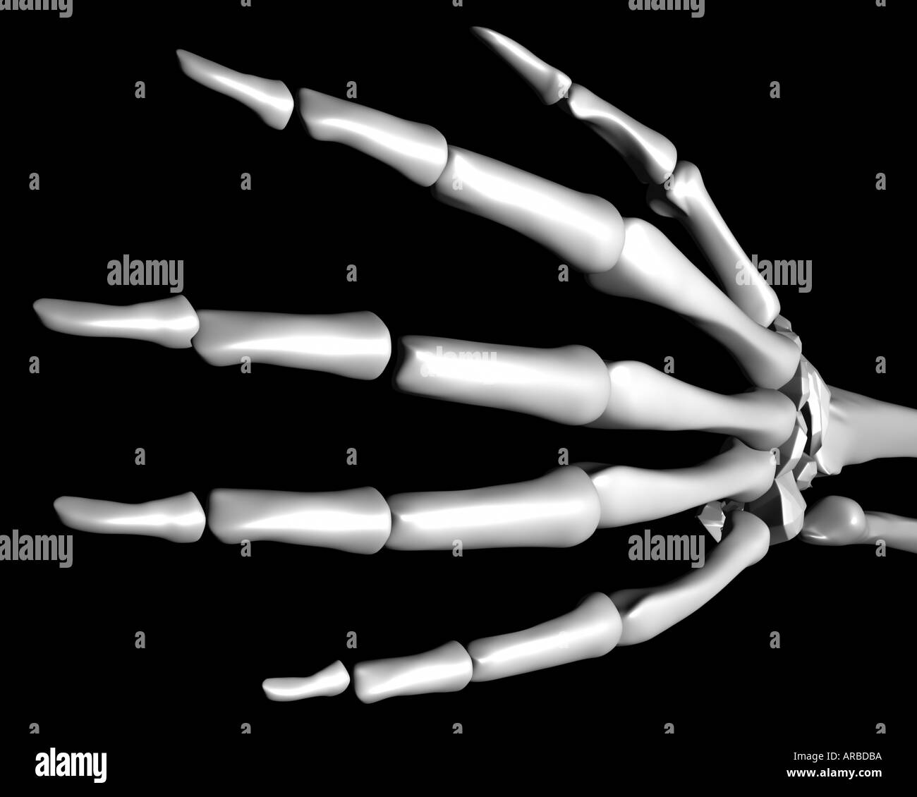 Hand bones Black and White Stock Photos & Images - Alamy