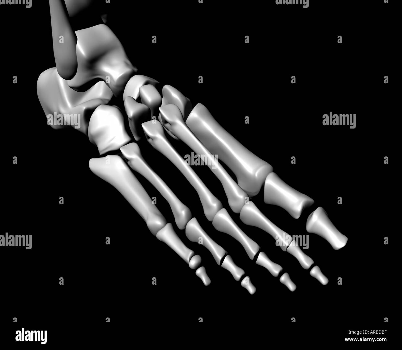 Foot feet skeleton bone bones toe toes skeletal people illustration ...