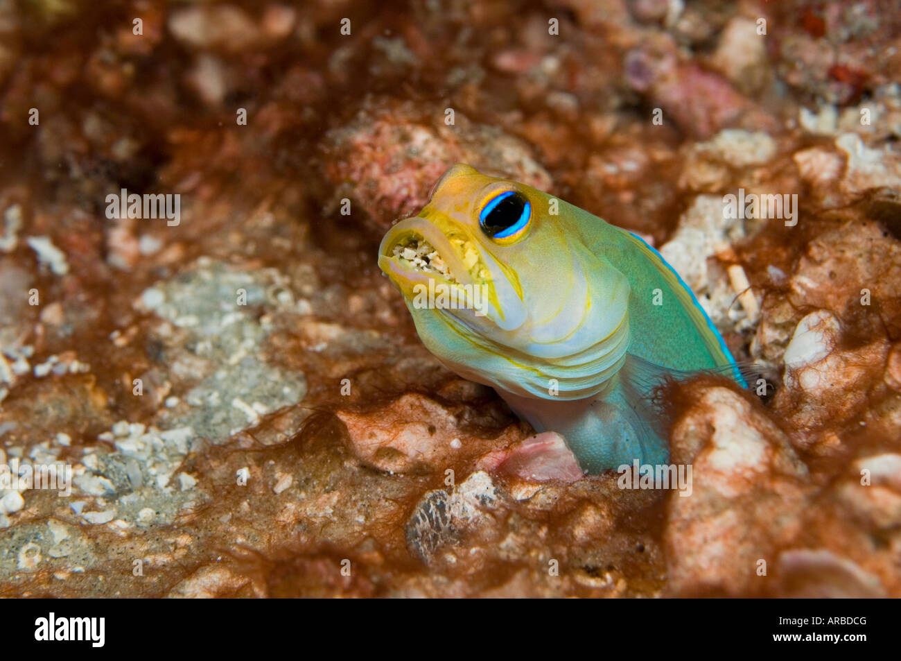 Yellowheaded jawfish hi-res stock photography and images - Alamy