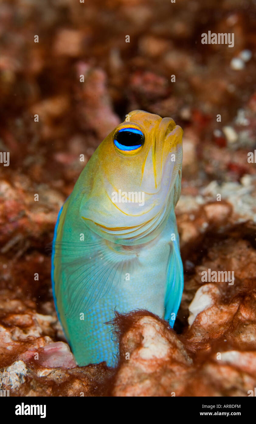 Yellowheaded jawfish hi-res stock photography and images - Alamy