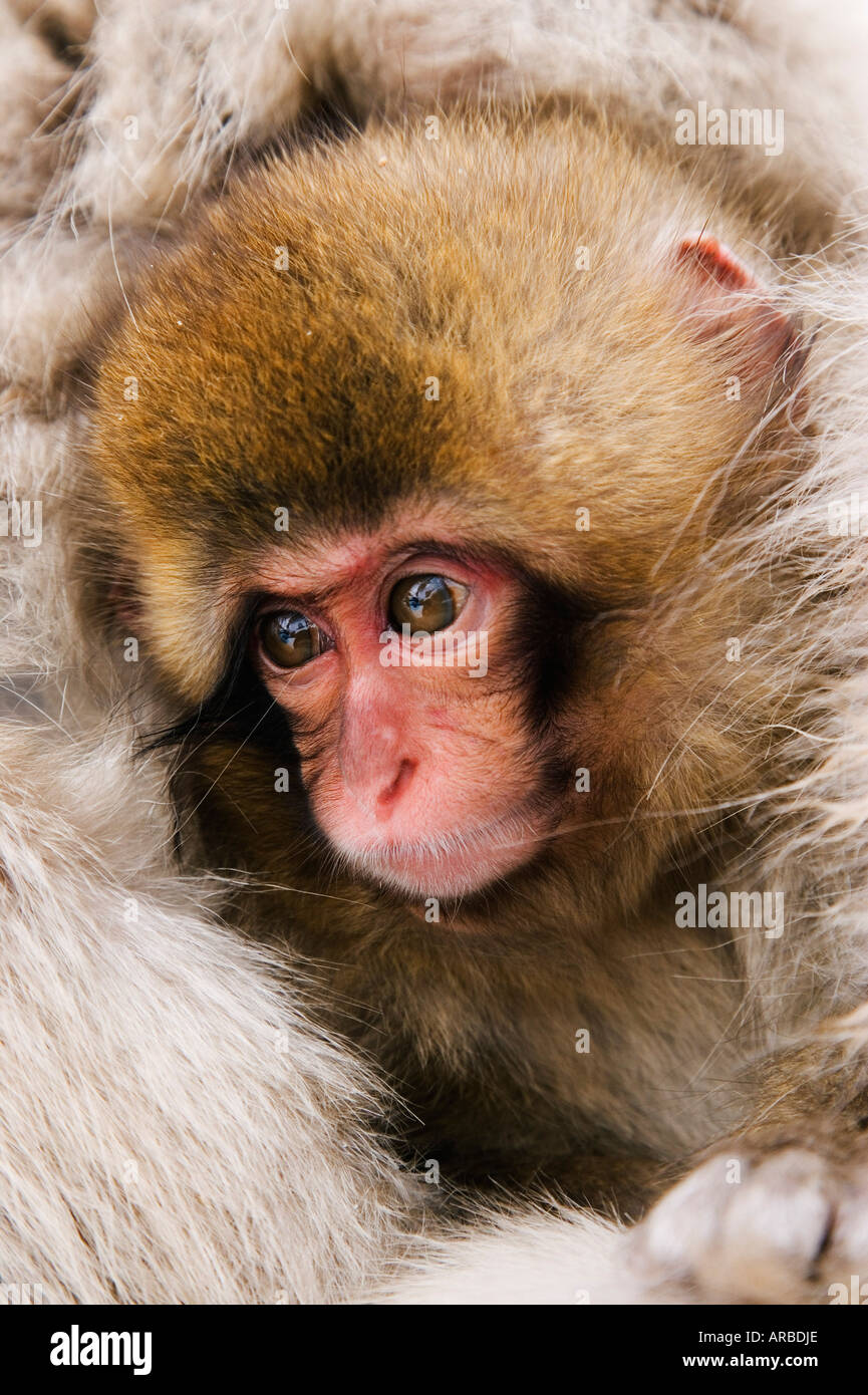 Portrait of Baby Japanese Macaque Stock Photo - Alamy