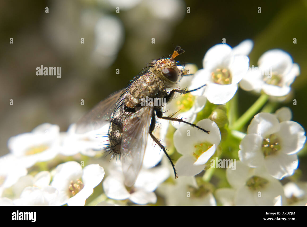 Flower fly pollinating white blooms Stock Photo - Alamy