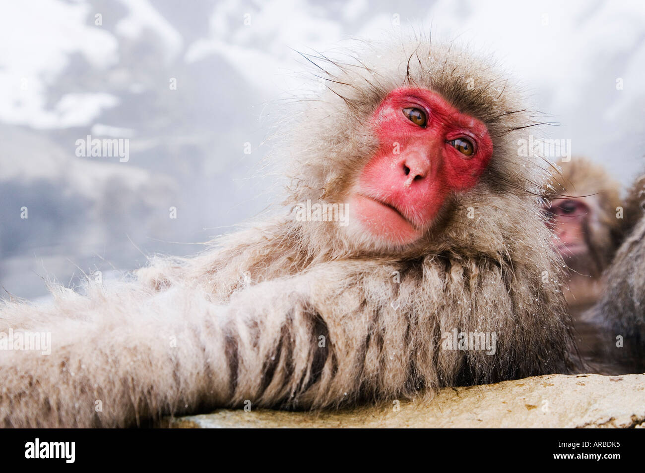 Portrait of Japanese Macaque Stock Photo - Alamy