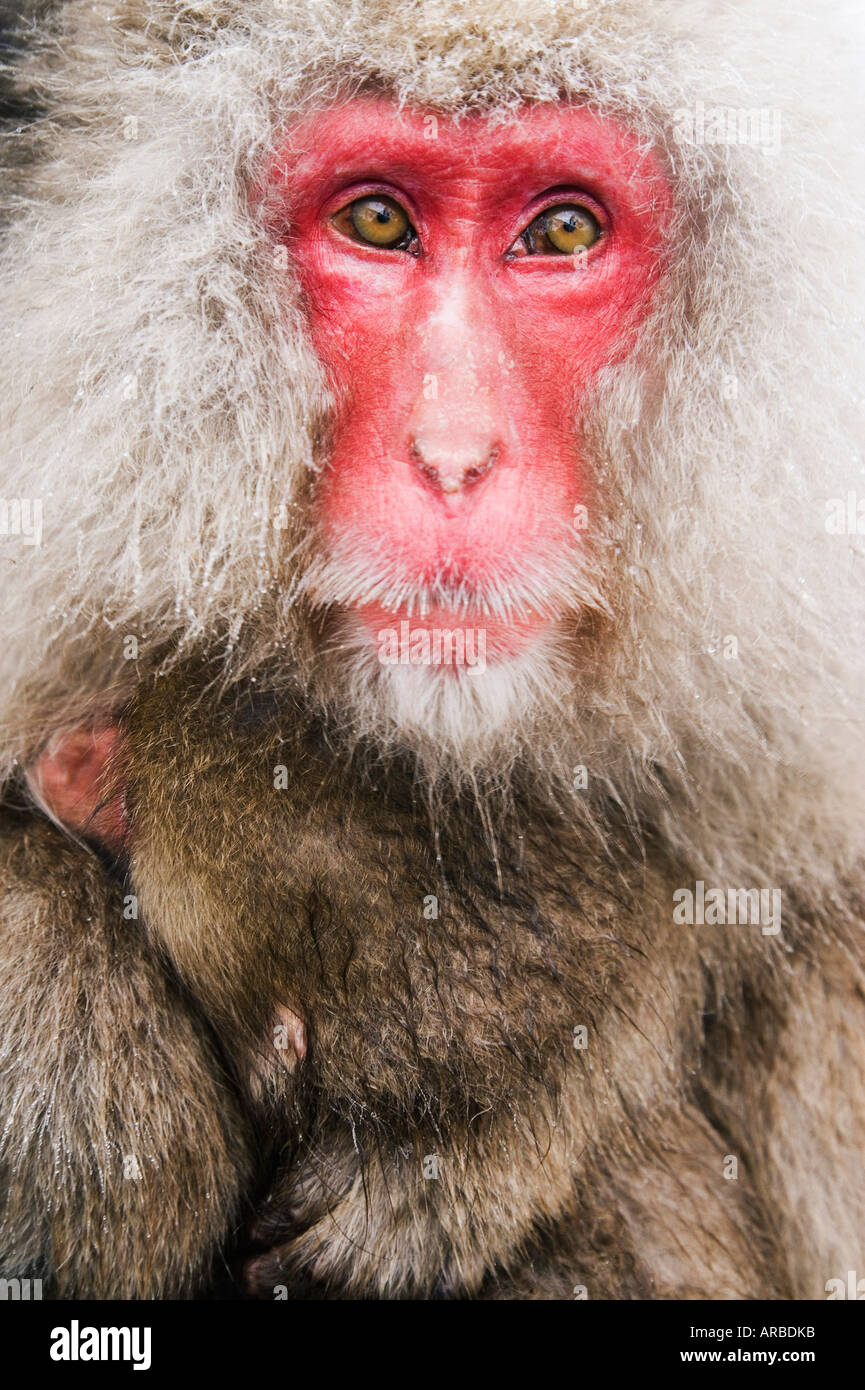 Portrait of Japanese Macaque Stock Photo - Alamy