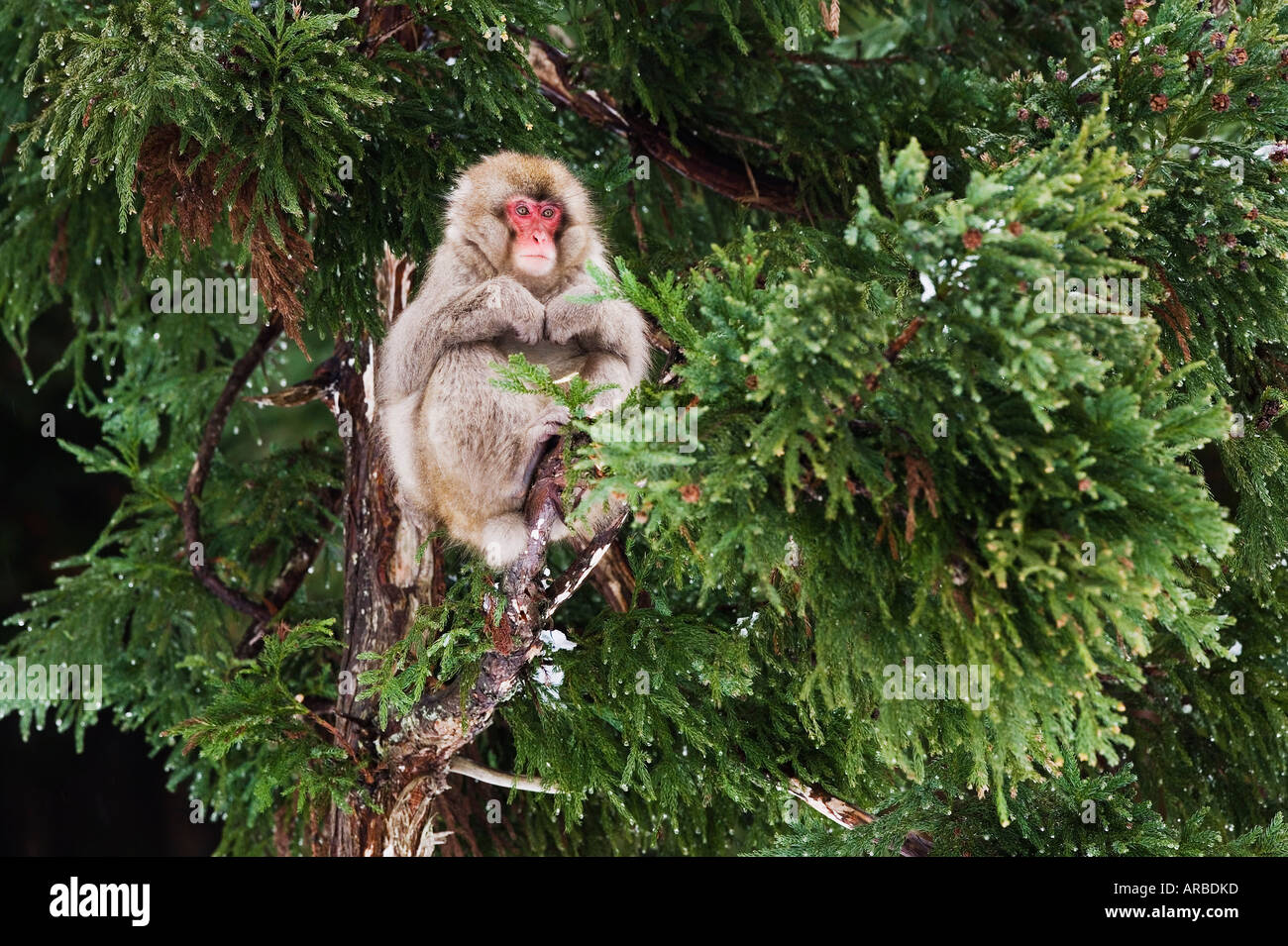 Lone macaque hi-res stock photography and images - Alamy