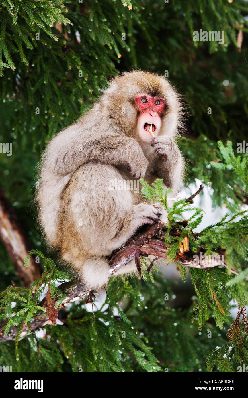 Japanese macaque eat hi-res stock photography and images - Alamy