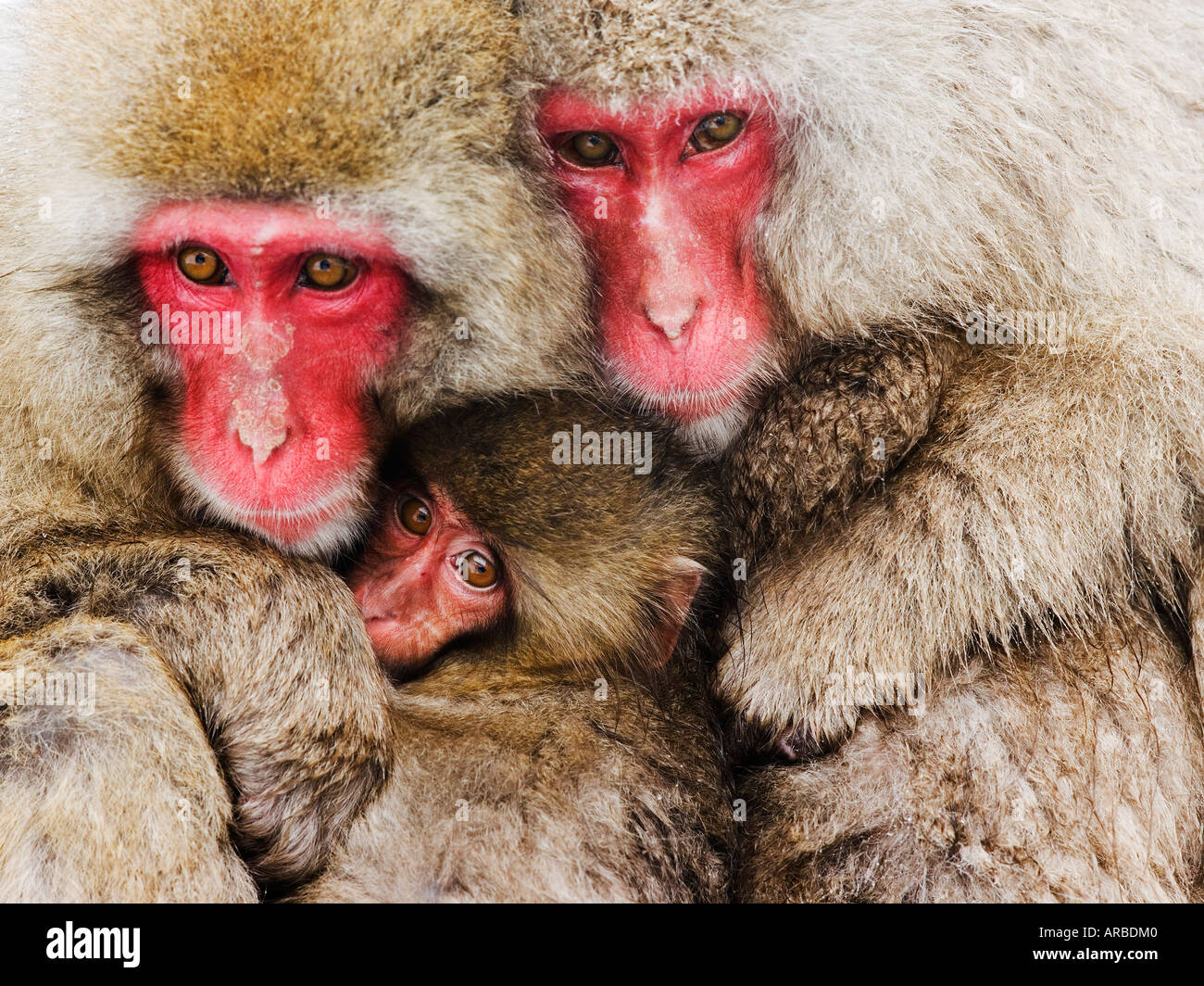 Macaque group bond hi-res stock photography and images - Alamy