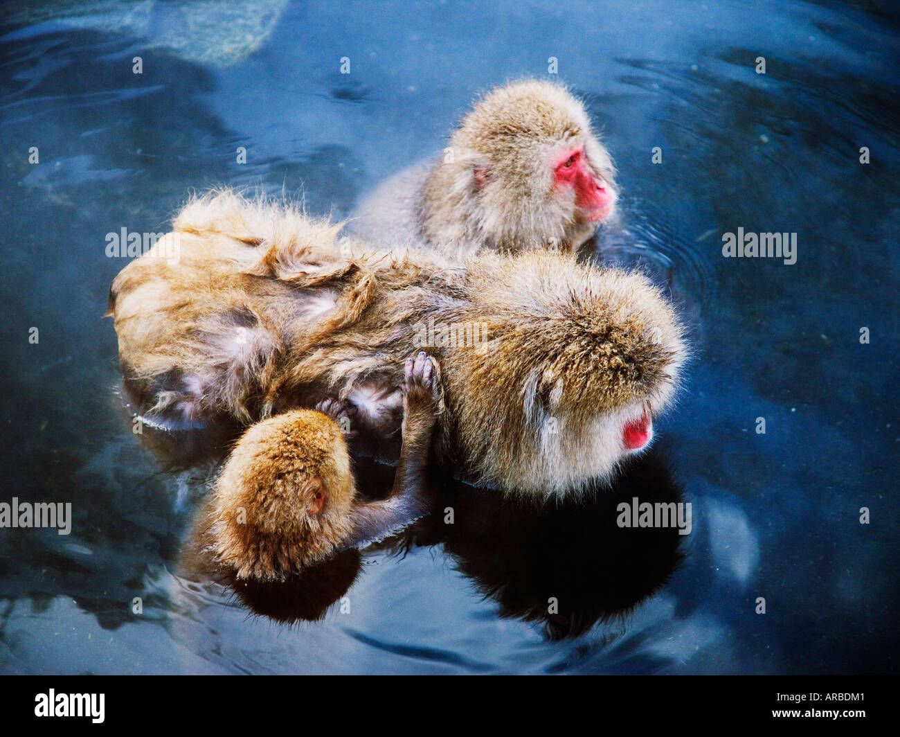 Japanese Macaques in Hot Springs Stock Photo - Alamy