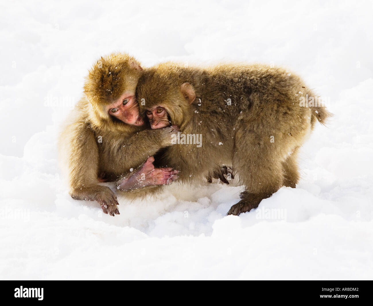 Playing in wildlife Cut Out Stock Images & Pictures - Alamy