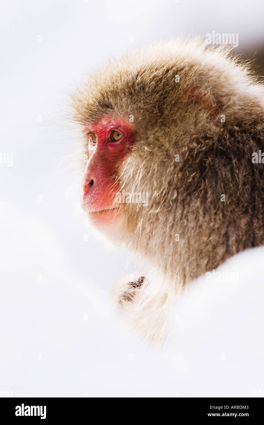 Macaque side portrait hi-res stock photography and images - Alamy