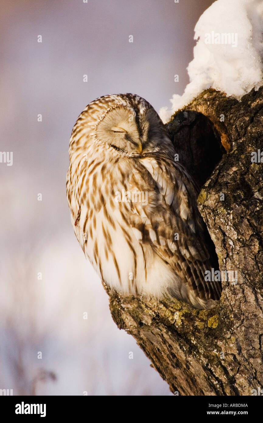Ural owl hokkaido hi-res stock photography and images - Alamy
