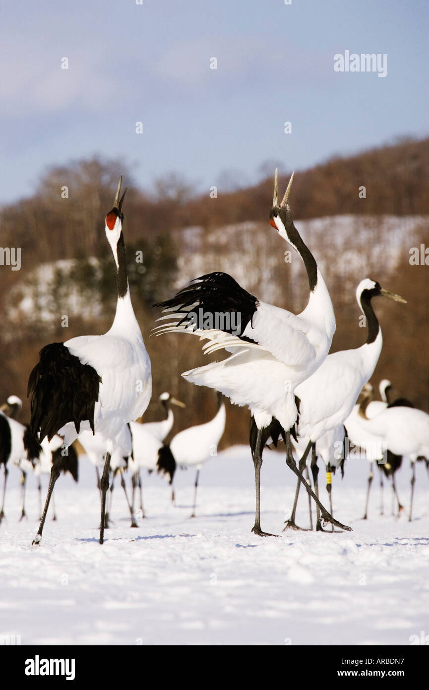 Red-crowned Cranes Displaying, Hokkaido, Japan Stock Photo - Alamy
