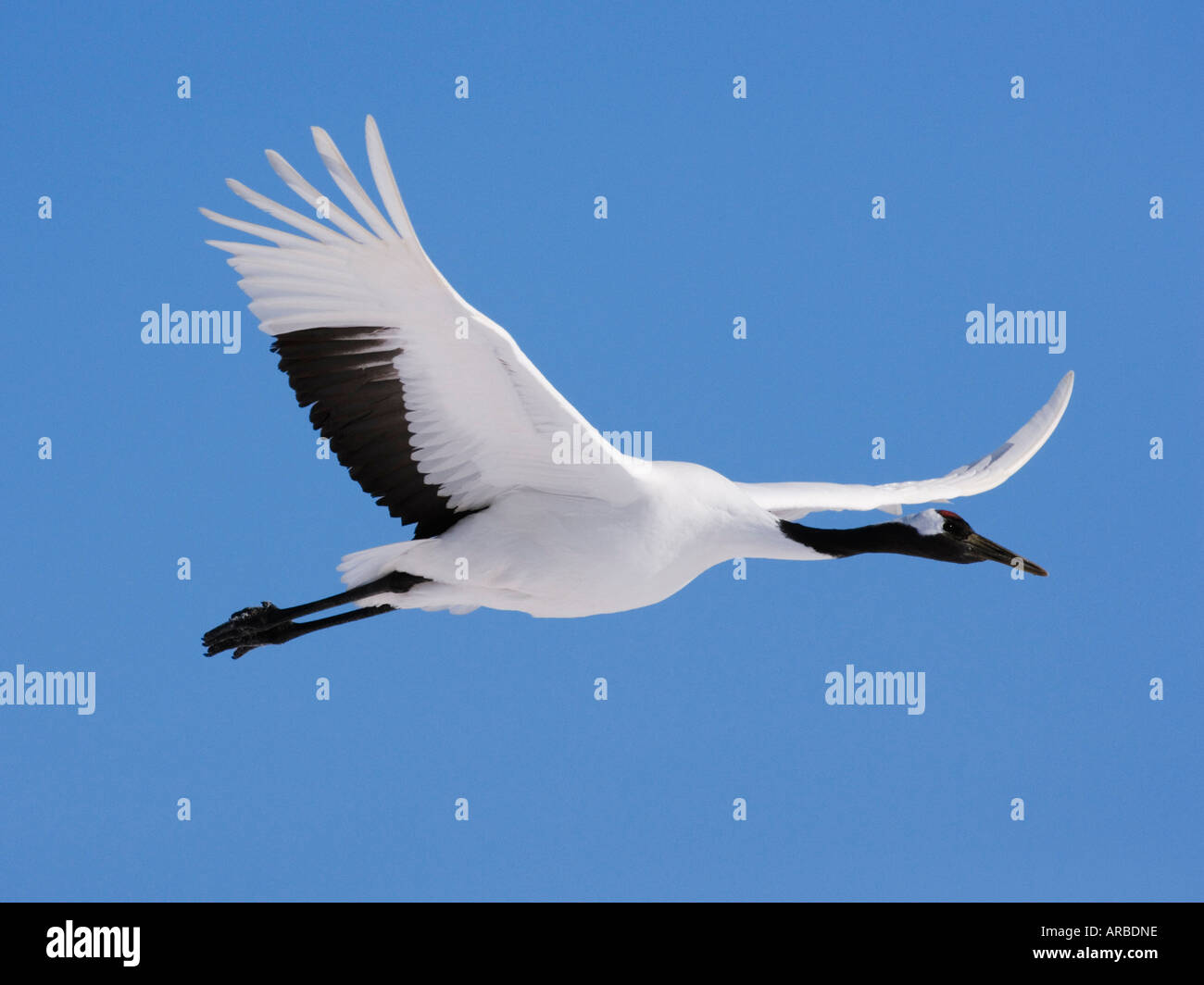 Red-crowned Crane in Flight Stock Photo - Alamy