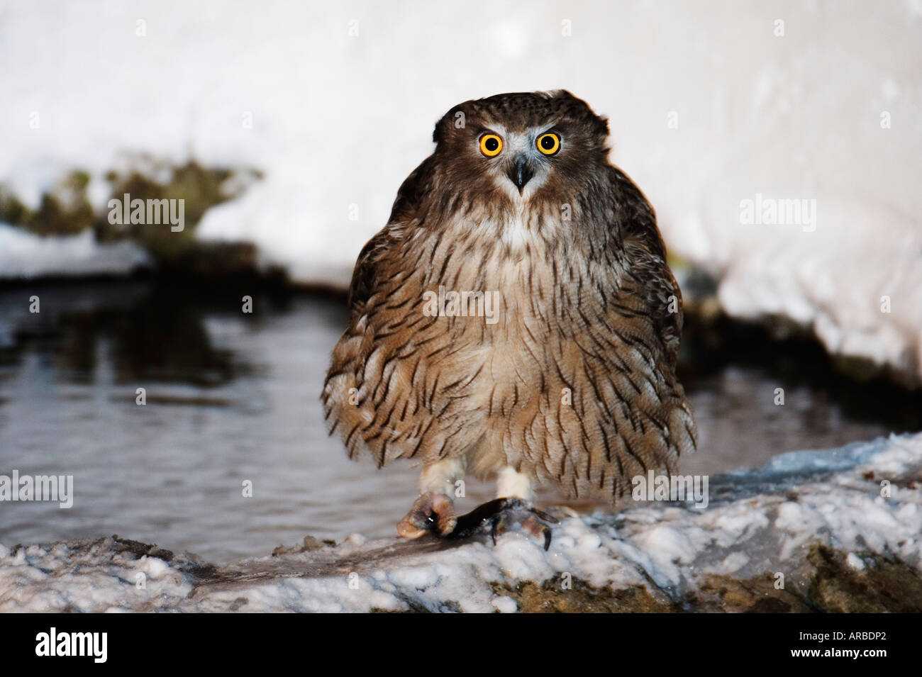 Portrait of Blakiston's Fish Owl, Shiretoko Peninsula, Hokkaido, Japan ...