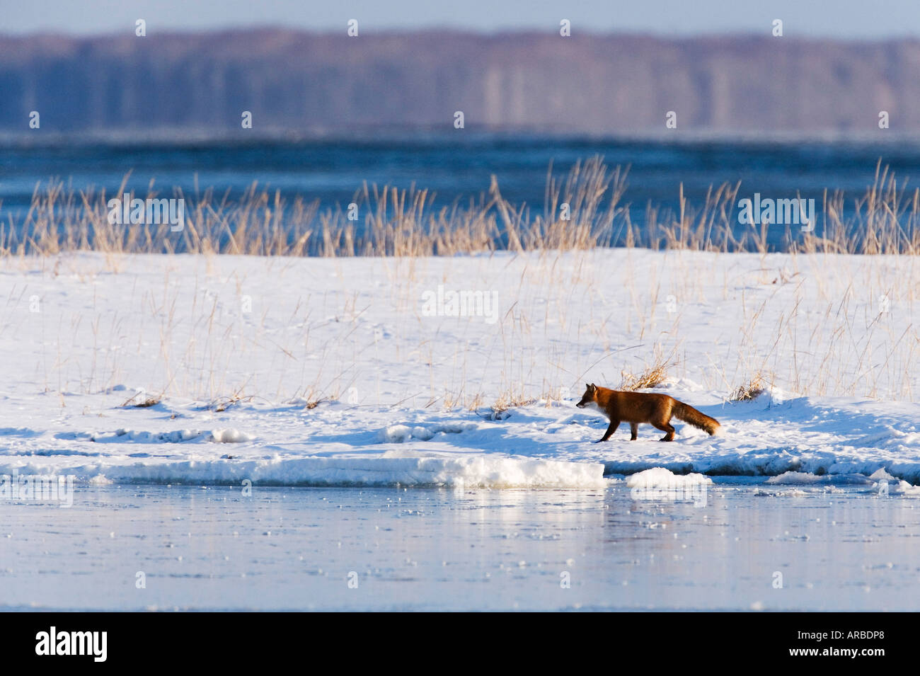 Red Fox Walking on Snow, Shiretoko Peninsula, Hokkaido, Japan Stock ...