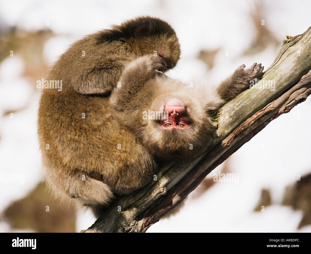 Japanese Macaques Grooming Each Other Stock Photo - Alamy
