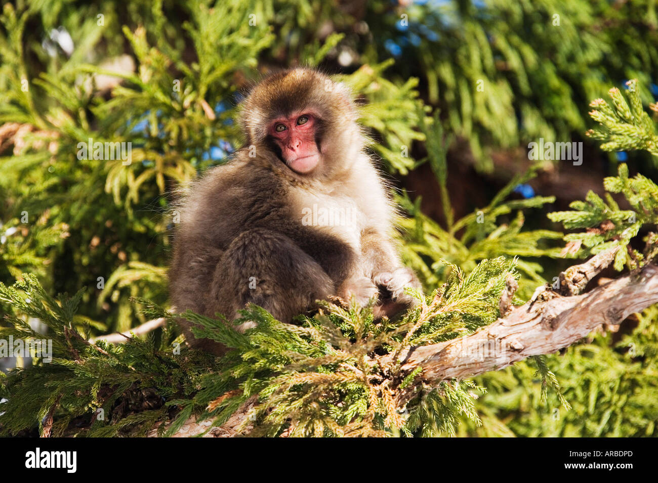 Lone macaque hi-res stock photography and images - Alamy