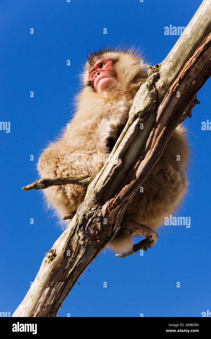 Looking Up at Japanese Macaque Sitting on Tree Branch Stock Photo - Alamy