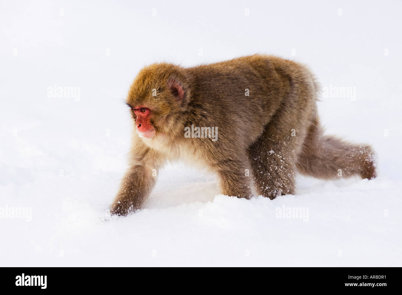 Japanese Macaque Walking in Snow Stock Photo - Alamy