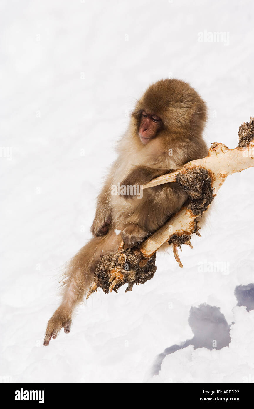 Japanese Macaque in Tree Stock Photo - Alamy