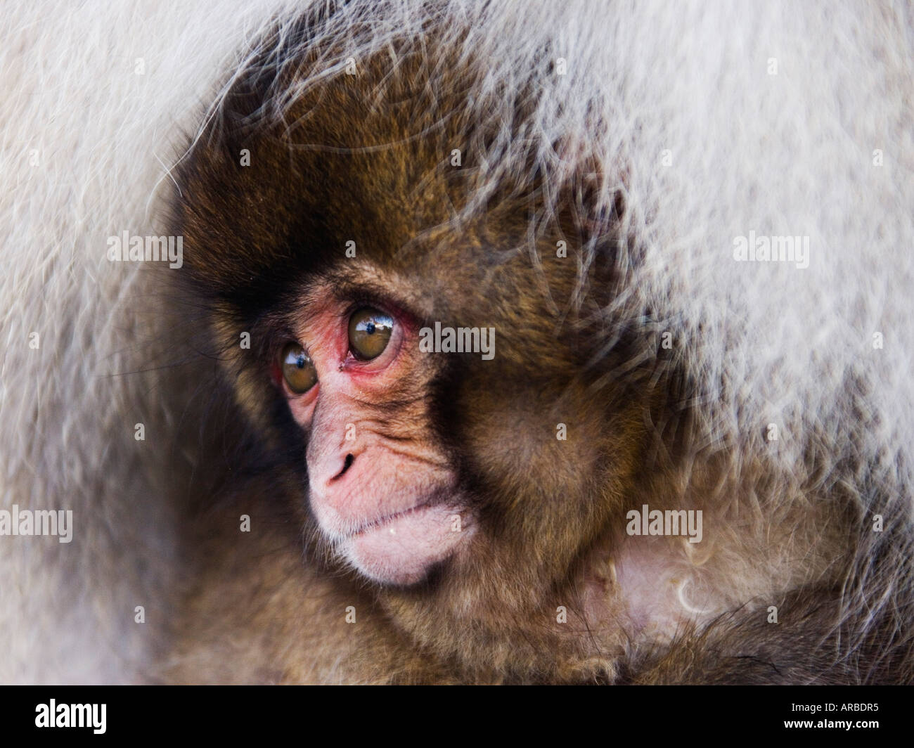Baby and Mother Japanese Macaque Stock Photo - Alamy