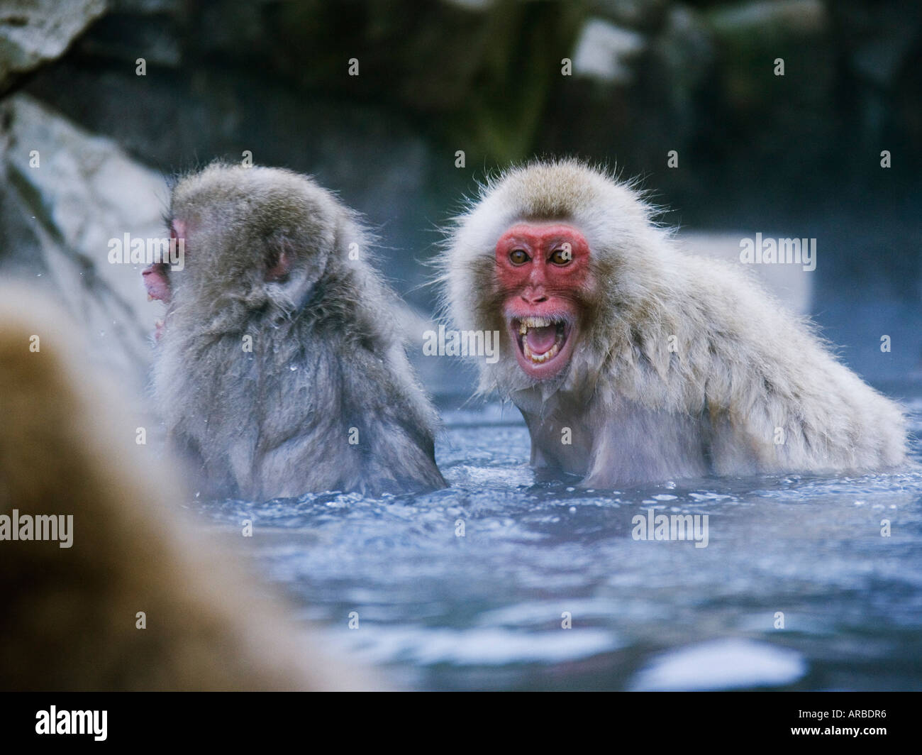 Macaque japan screaming hi-res stock photography and images - Alamy