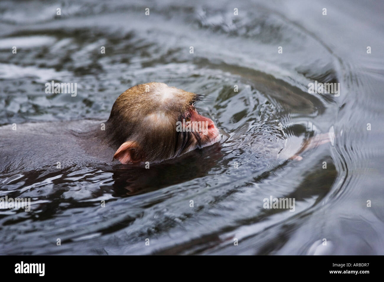 Baby Japanese Macaque Swimming Stock Photo - Alamy