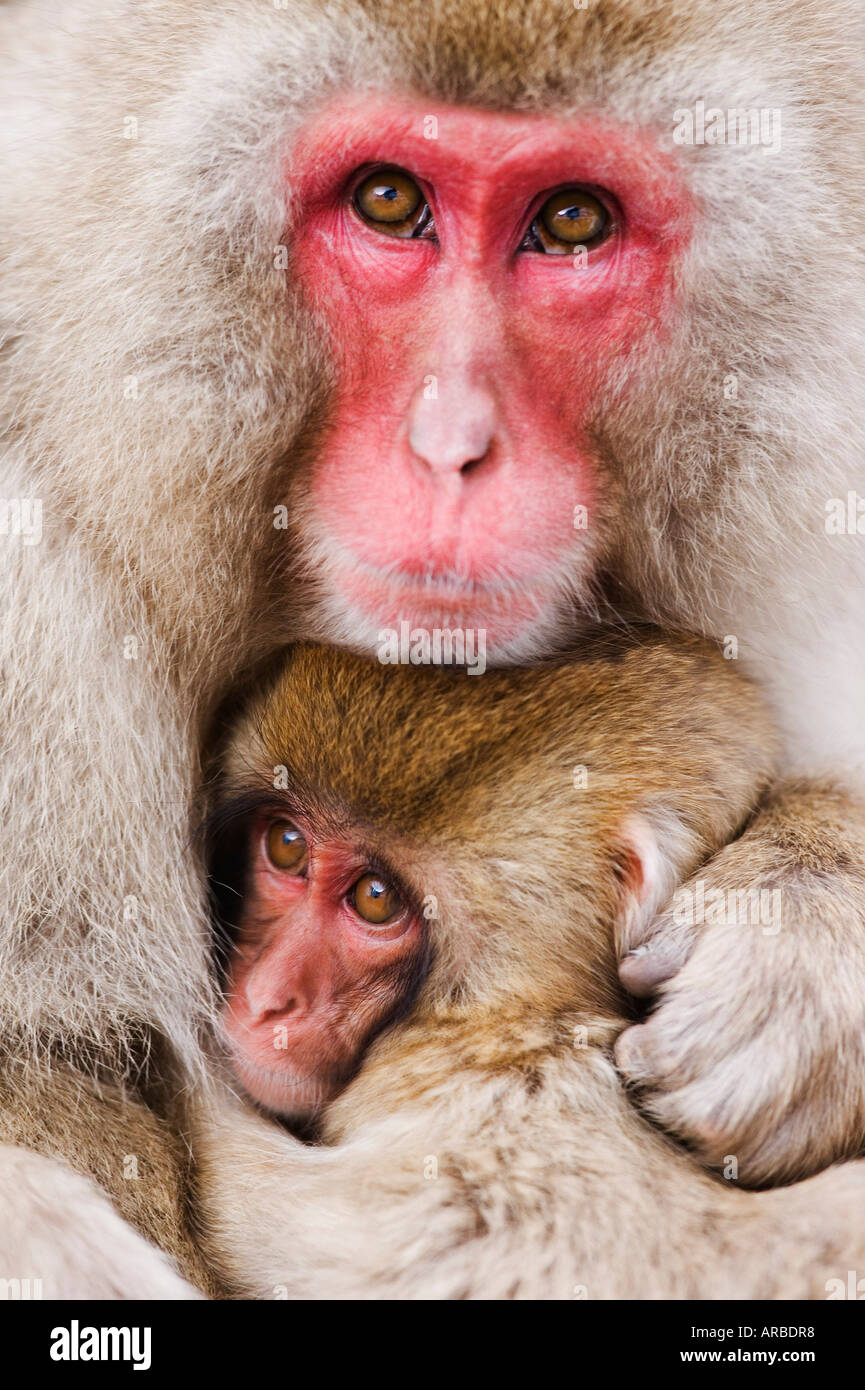 Portrait of Mother and Baby Japanese Macaques Stock Photo - Alamy